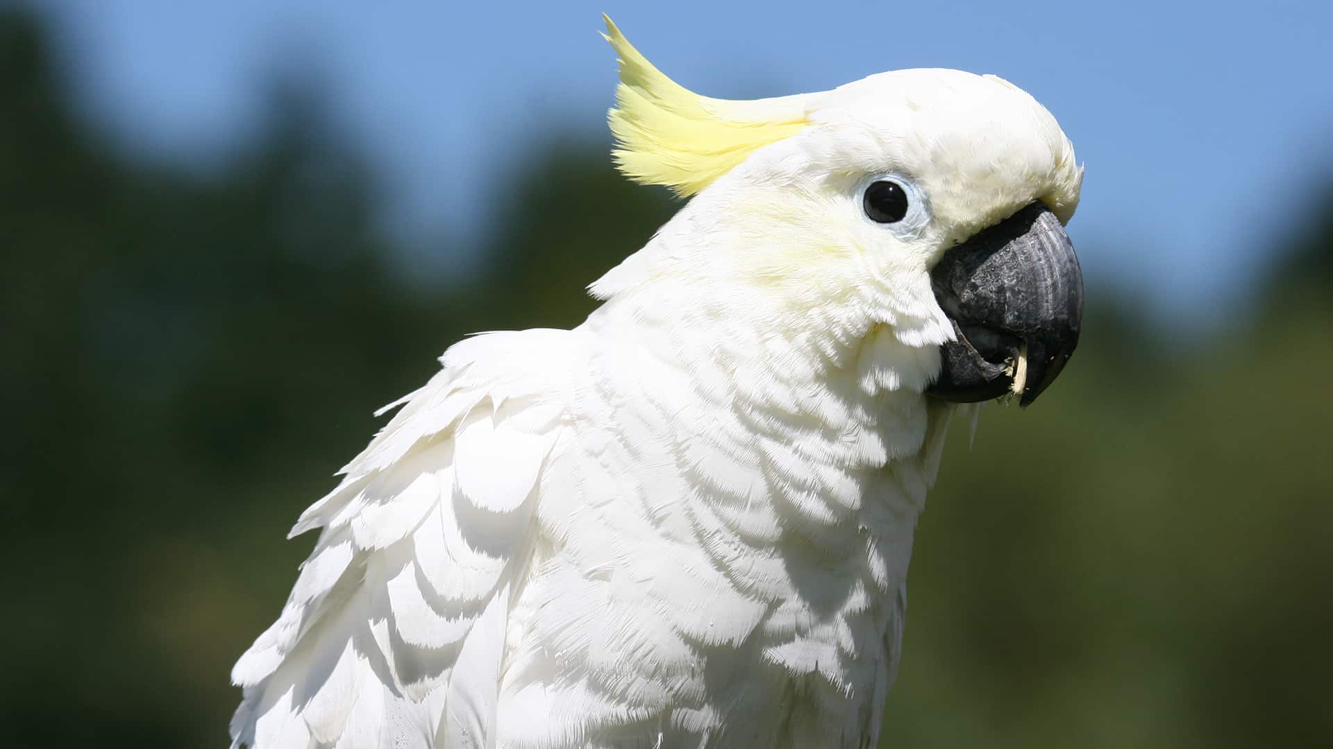 Cacatua cresta gialla in natura | Animali Volanti
